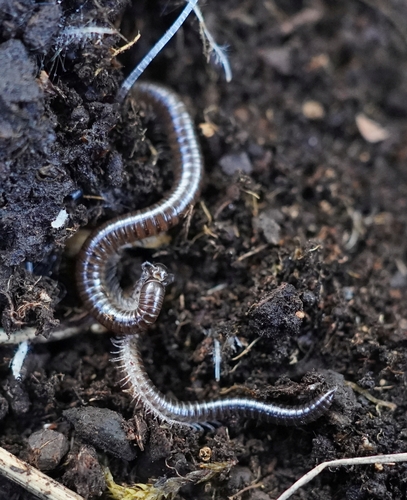 Saiulus setifer · iNaturalist