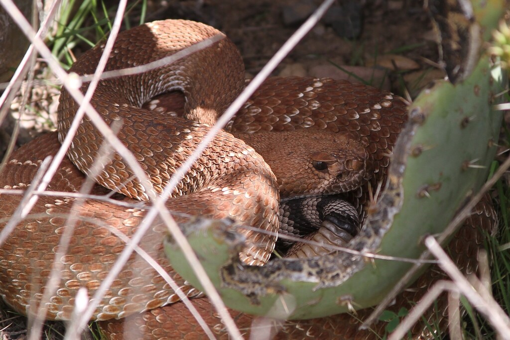 Red Diamond Rattlesnake from Orange County, CA, USA on April 12, 2025 ...