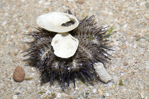Temnopleurus toreumaticus · iNaturalist