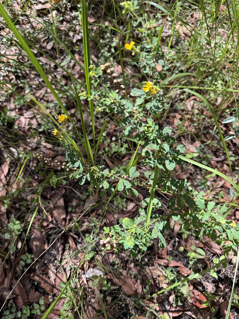 Trefoil Rattlepod from Rathdowney, QLD, AU on April 12, 2025 at 11:23 ...