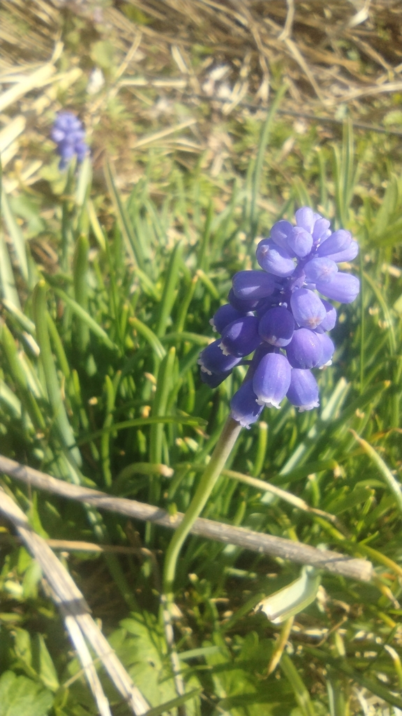 Grape hyacinths from Springfield, MO 65807, USA on April 12, 2025 at 04 ...