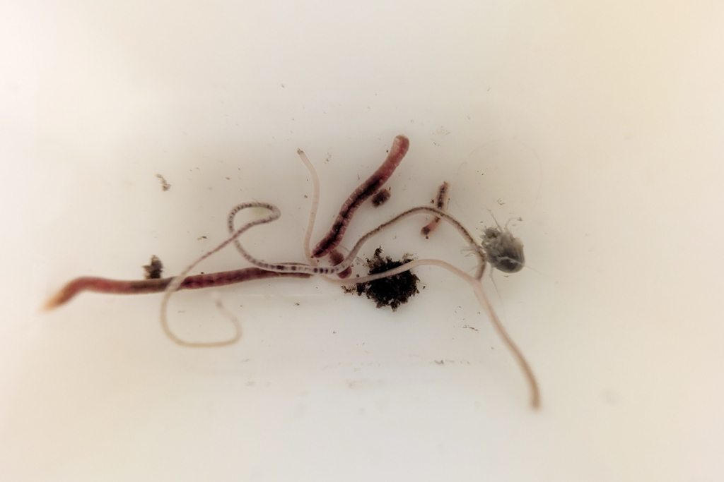 Earthworms and Allies from Powhatan County, VA, USA on April 12, 2025 ...