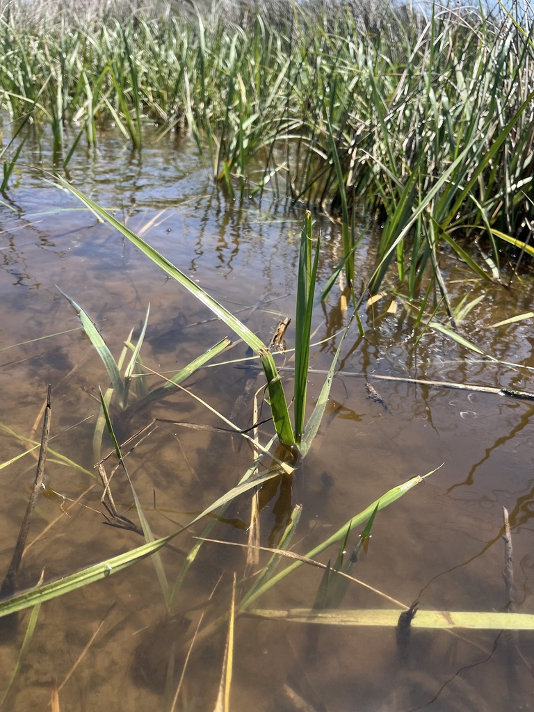 Saltmarsh Cordgrass from Lower Suwannee National Wildlife Refuge, Old ...