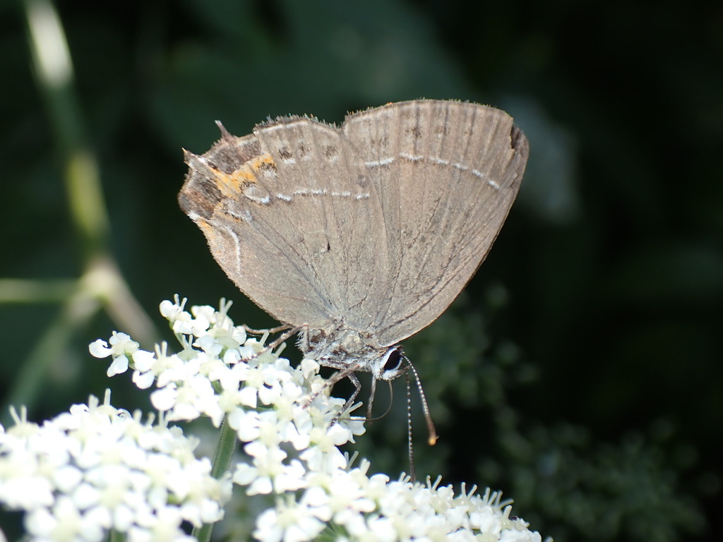 Satyrium ornata from 中国北京市门头沟区 on August 17, 2019 at 03:45 PM by 茶棚 ...