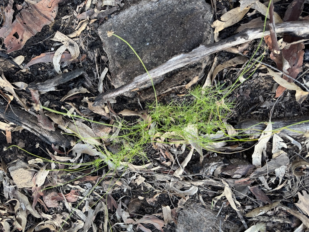 Slender Wire Lily from Rathdowney, QLD, AU on April 12, 2025 at 02:24 ...