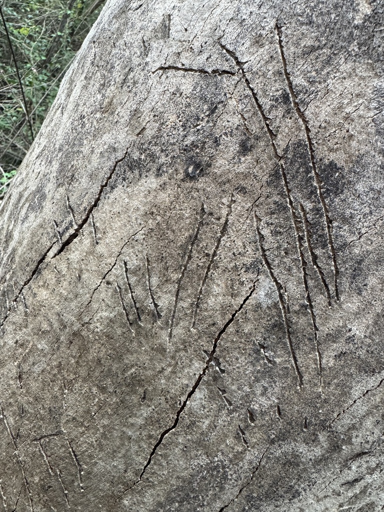 Koala from Rathdowney, QLD, AU on April 12, 2025 at 03:17 PM by jonnoj ...