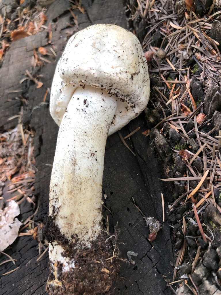 Agaricus didymus from Apache National Forest, Apache Co., Arizona, USA on July 30, 2019 by ...