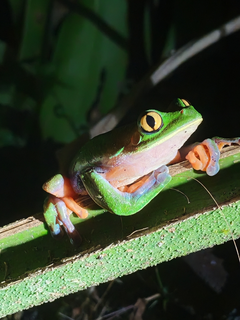 Blue-sided Tree Frog in April 2025 by Deylan Serrano · iNaturalist