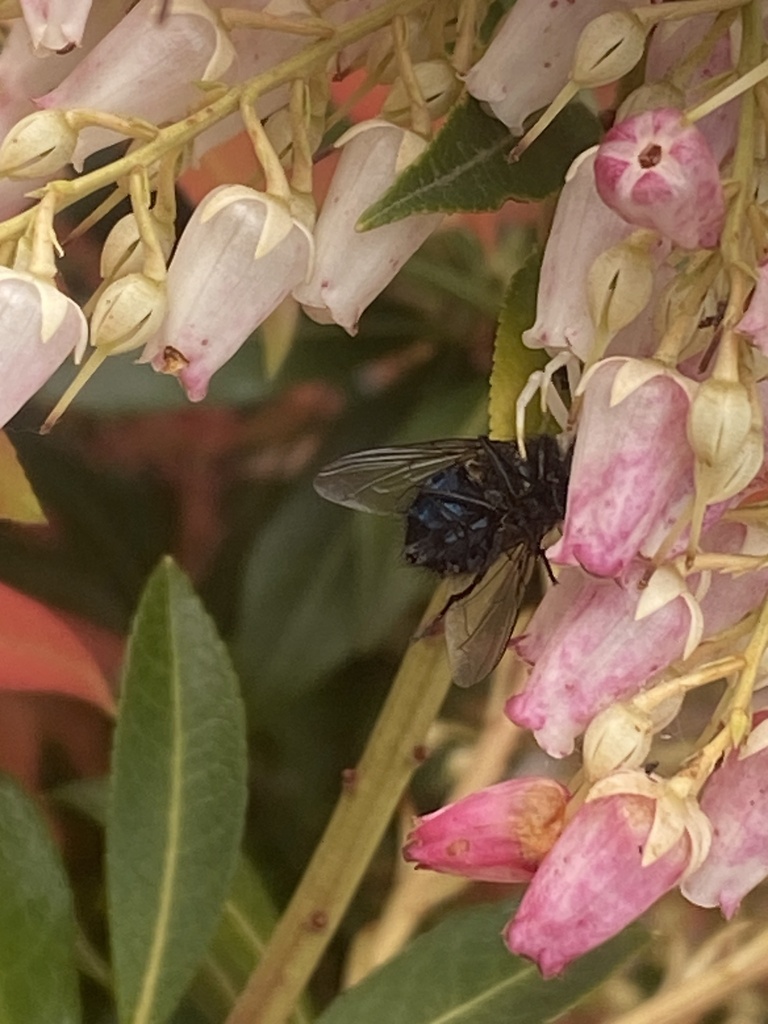 Blue Blowfly from Forest Ridge Rd NE, Silverton, OR, US on April 12 ...
