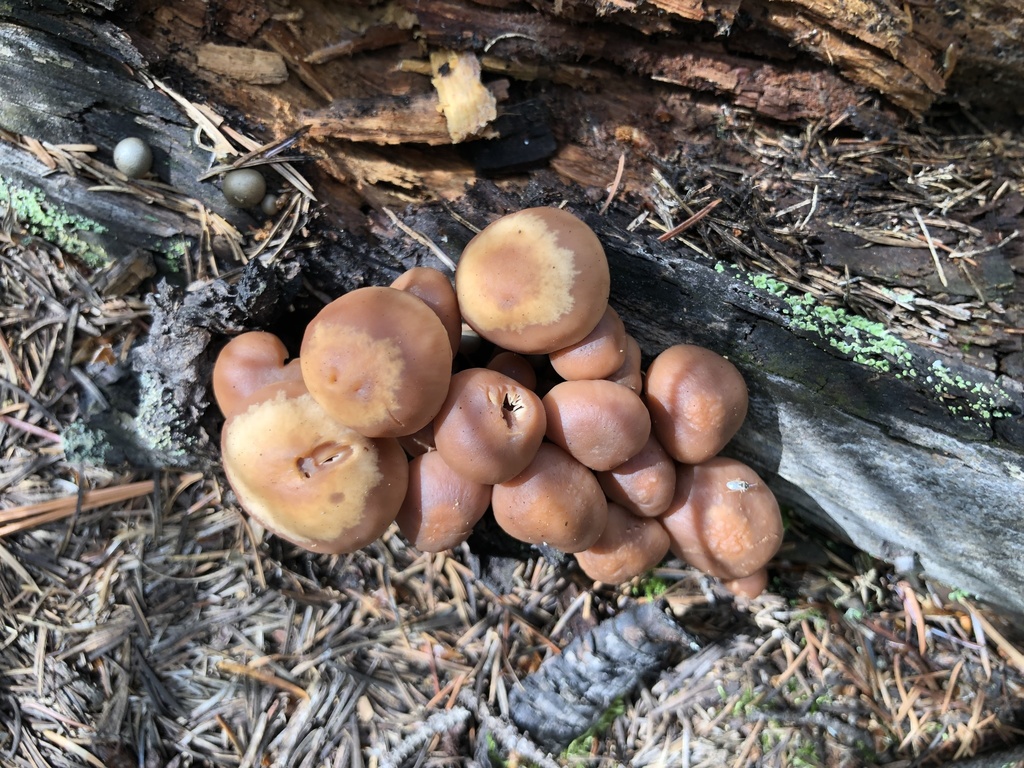 Cluster Cap from Apache National Forest, Apache Co., Arizona, USA on ...