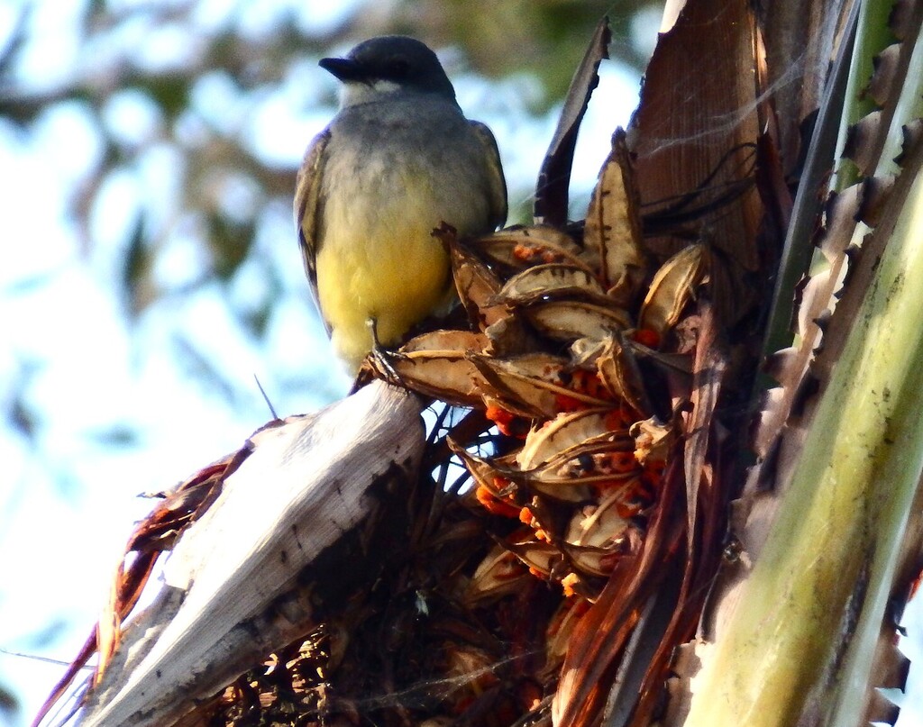Cassin's Kingbird from Verda Ave, Escondido, CA 92025, USA on April 12 ...