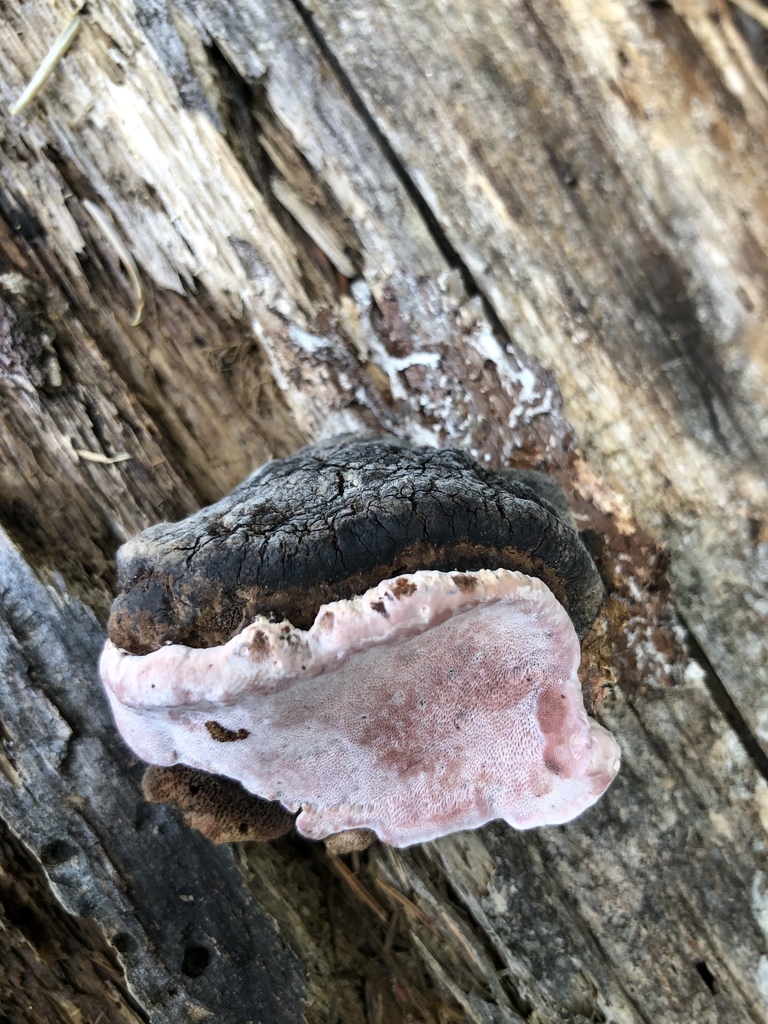 Fomitopsis rosea from Apache National Forest, Apache Co., Arizona, USA ...