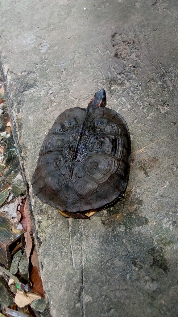 Spotted-legged Turtle from Belém on August 18, 2019 by kaylane1901 ...
