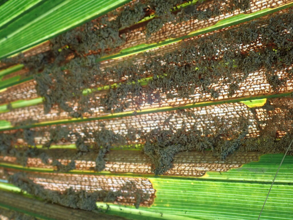 Palm Leaf Skeletonizer Moth from Citrus County, FL, USA on April 12 ...