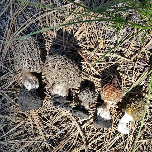 Gray Morel from Kaibab Plateau, Coconino Co., Arizona, USA on June 22 ...