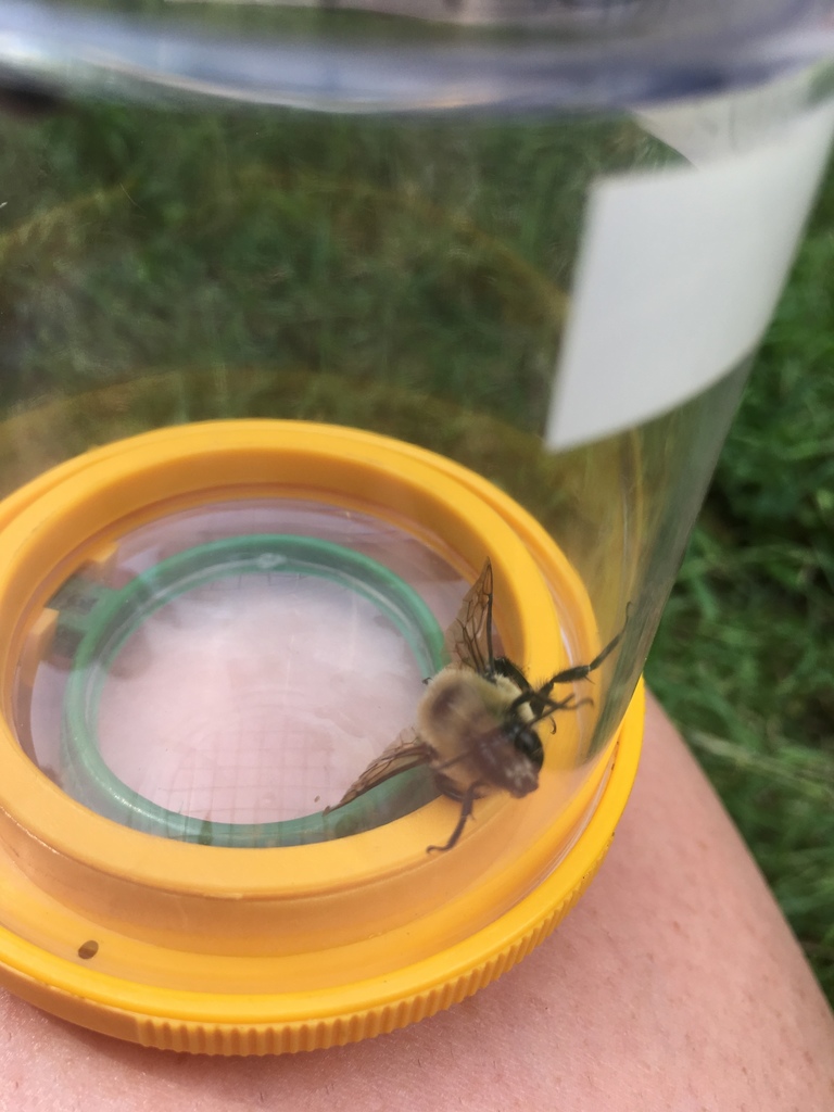 Brown-belted Bumble Bee from Maryland Zoo, Baltimore, MD, US on August ...