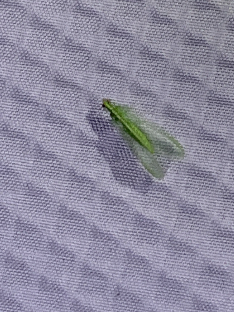 Red-lipped Green Lacewing from San Antonio, TX, US on April 12, 2025 at ...