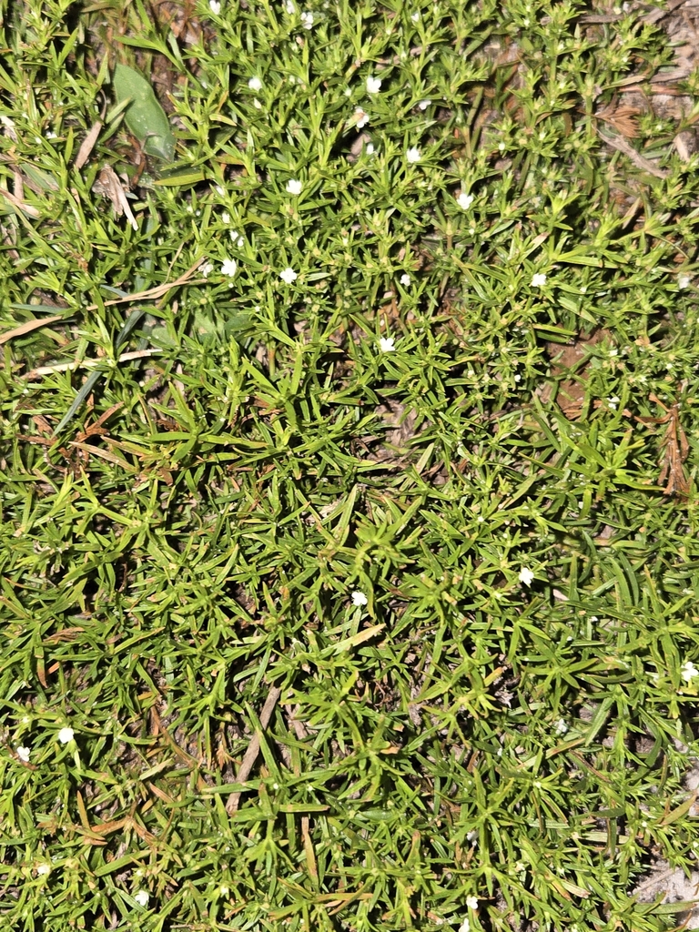 Rust Weed in April 2025 by V. Crouton · iNaturalist