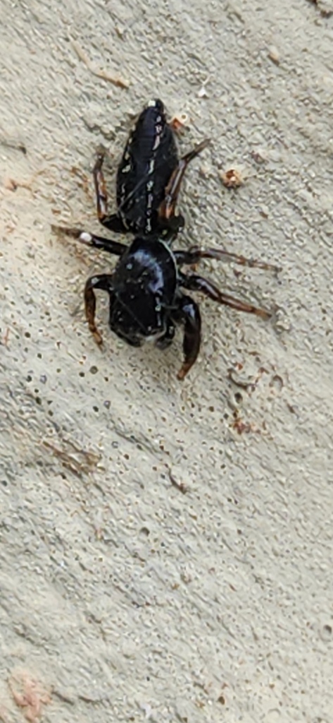 Ribbon Jumping Spider from Barboursville, Albemarle County, VA, USA on ...