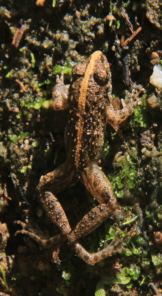 Common Indian Cricket Frog from Kangra, IN-HP, IN on August 17, 2019 by ...