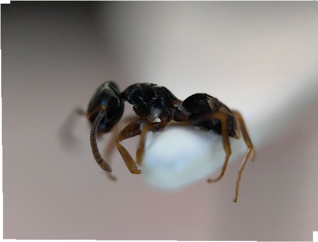 Pale-footed Ants and Allies from Qingdao, CN-SD, CN on April 9, 2025 at ...