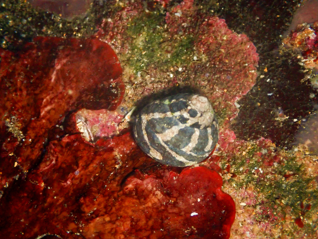 Zebra Top Snail from Bateau Bay Beach, NSW, Australia on April 12, 2025 ...
