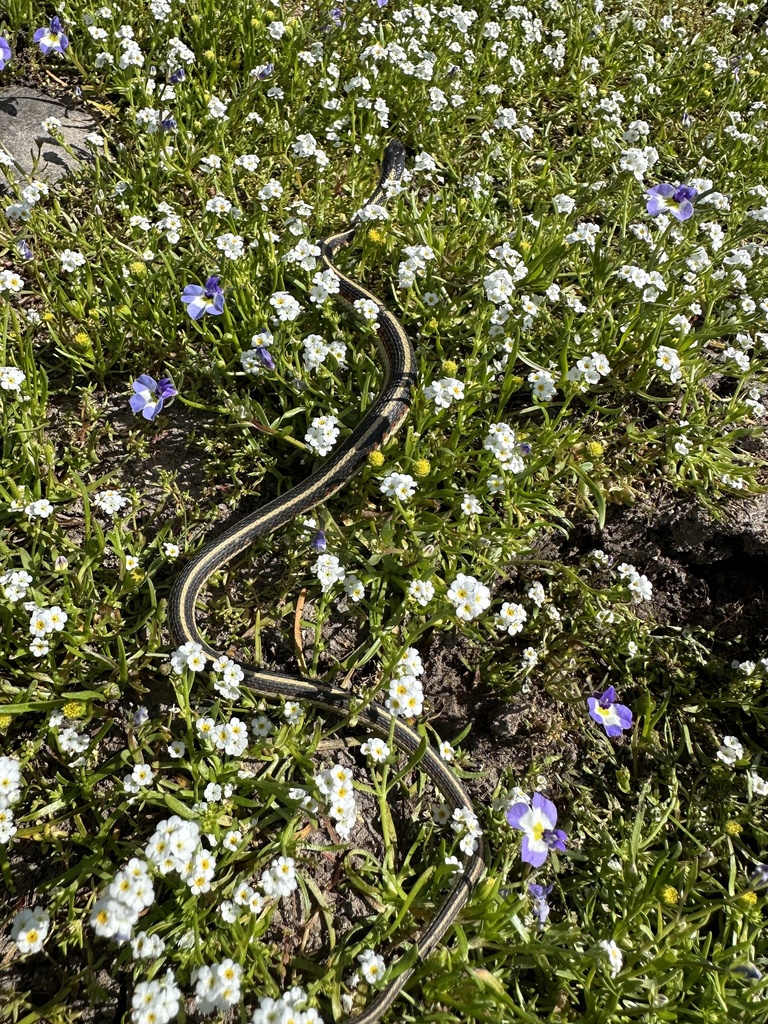 Valley Garter Snake from Los Molinos, CA, US on April 12, 2025 at 11:14 ...