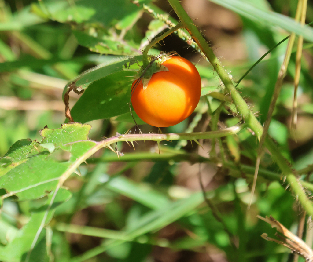 Cockroach Berry from The Cream Track, Tallebudgera Valley QLD 4228 ...
