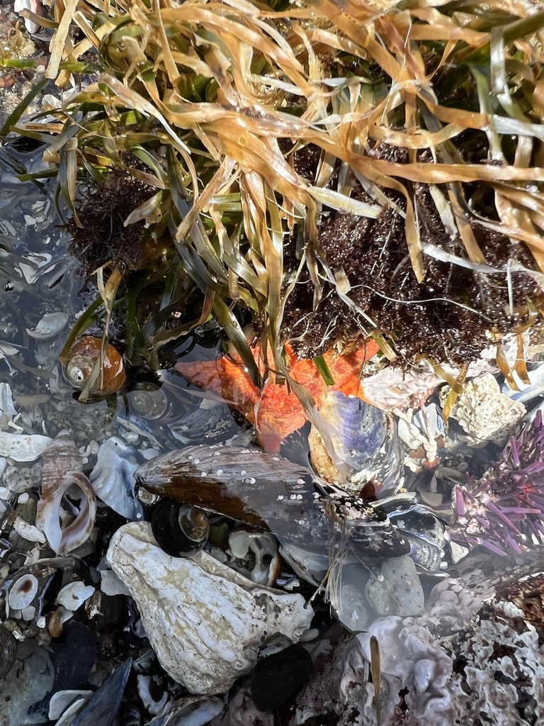 Bat Star from Monterey Bay, Pacific Grove, CA, US on April 6, 2025 at ...
