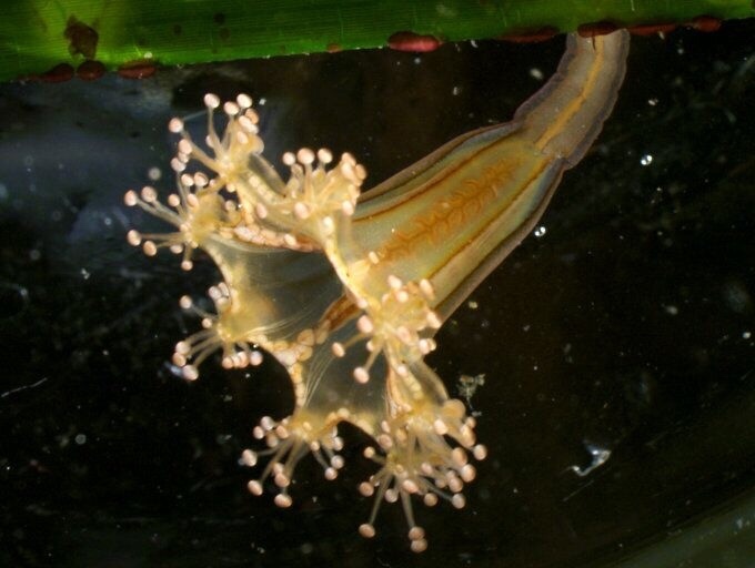 Manania handi from Strait of Georgia, Victoria, BC, CA on August 15 ...