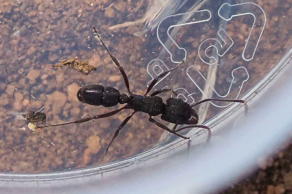 Pony Ants from Kinchina CP G2, Rocky Gully SA 5254, Australia on April ...
