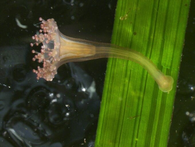 Manania handi Larson & Fautin, 1989