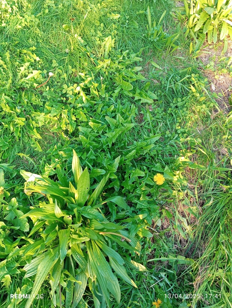 dandelions from Huntsbury, Christchurch 8022, New Zealand on April 13 ...