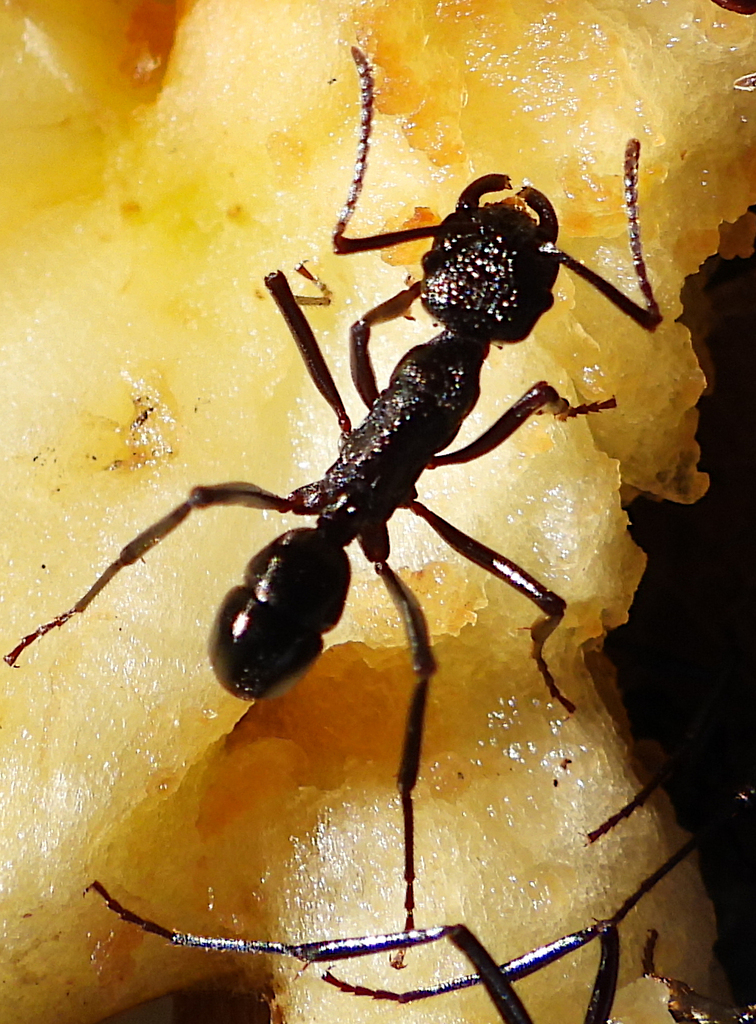 Pony Ants from Samford Conservation Park, Brisbane QLD, Australia on ...