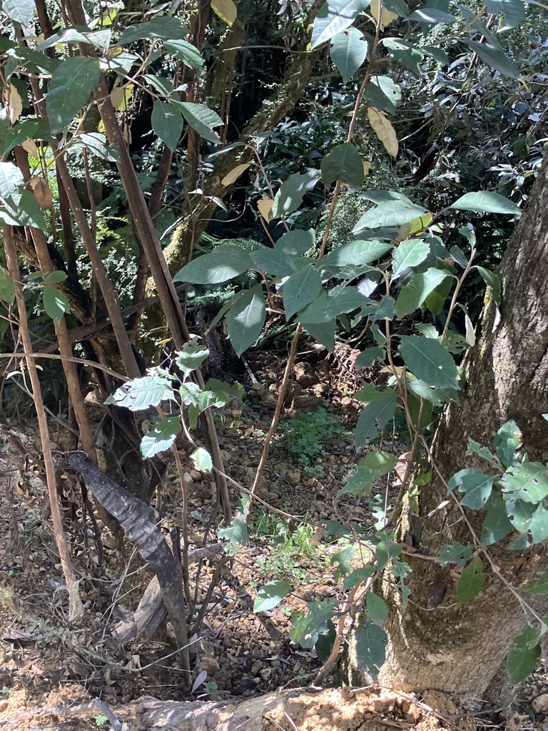 musk daisy-bush from Great Otway National Park, Cape Otway, VIC, AU on ...