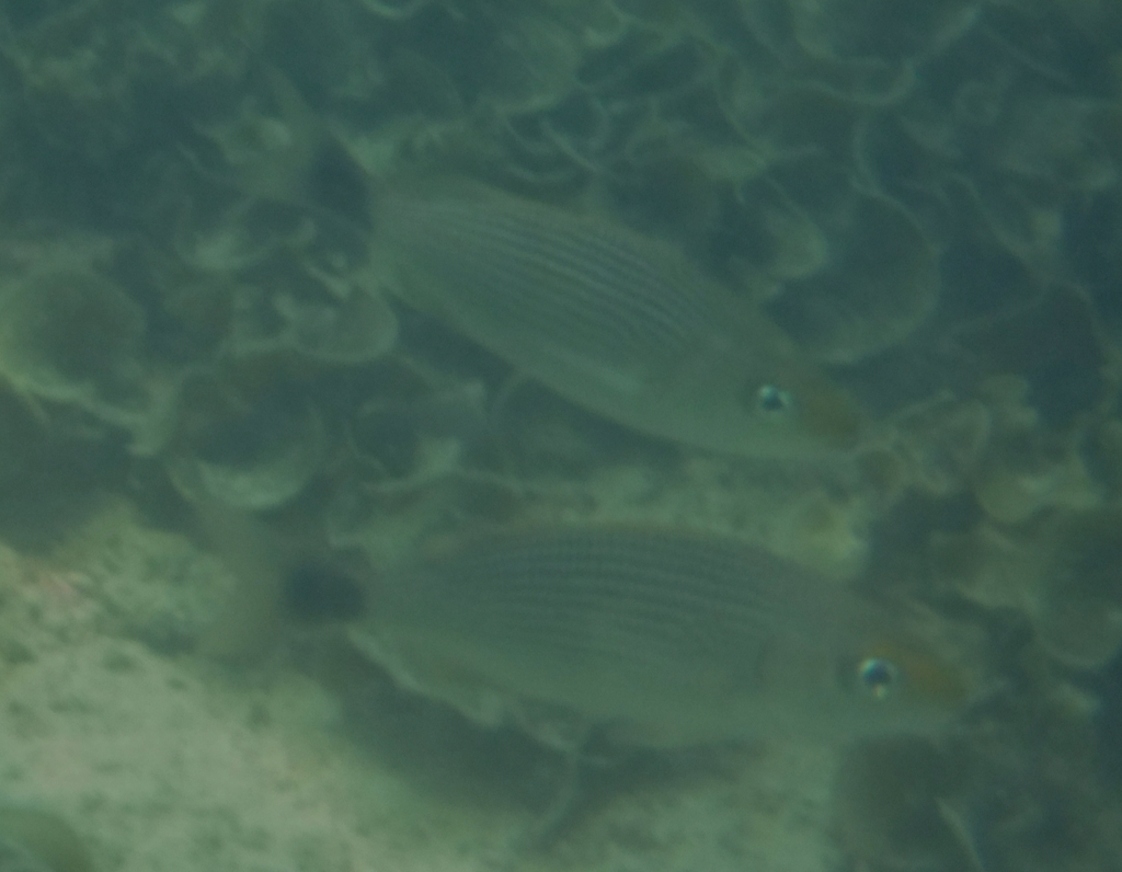 Spottail Grunt from saboga on April 9, 2019 at 12:01 PM by Luca Boscain ...