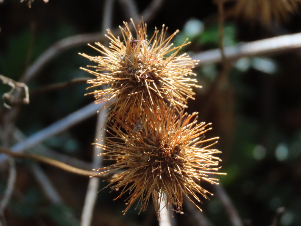 Biddy-biddy from Ballan VIC 3342, Australia on April 9, 2025 at 10:55 ...