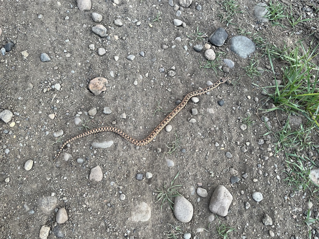 Gopher Snake from Humboldt-Toiyabe National Forest, Reno, NV, US on ...