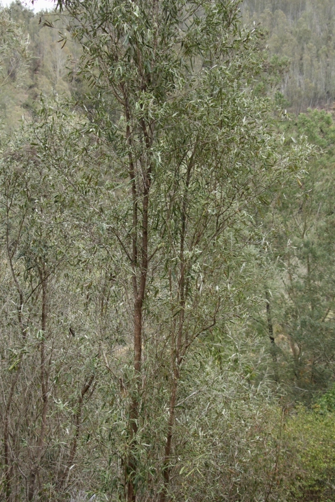 False Olive from Wolwedans Trail, Groot Brakrivier on August 16, 2019 ...