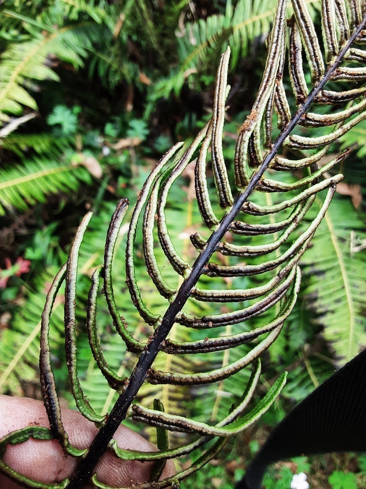 Fishbone water-fern from Sunny Corner State Forest, NSW 2847, Australia ...