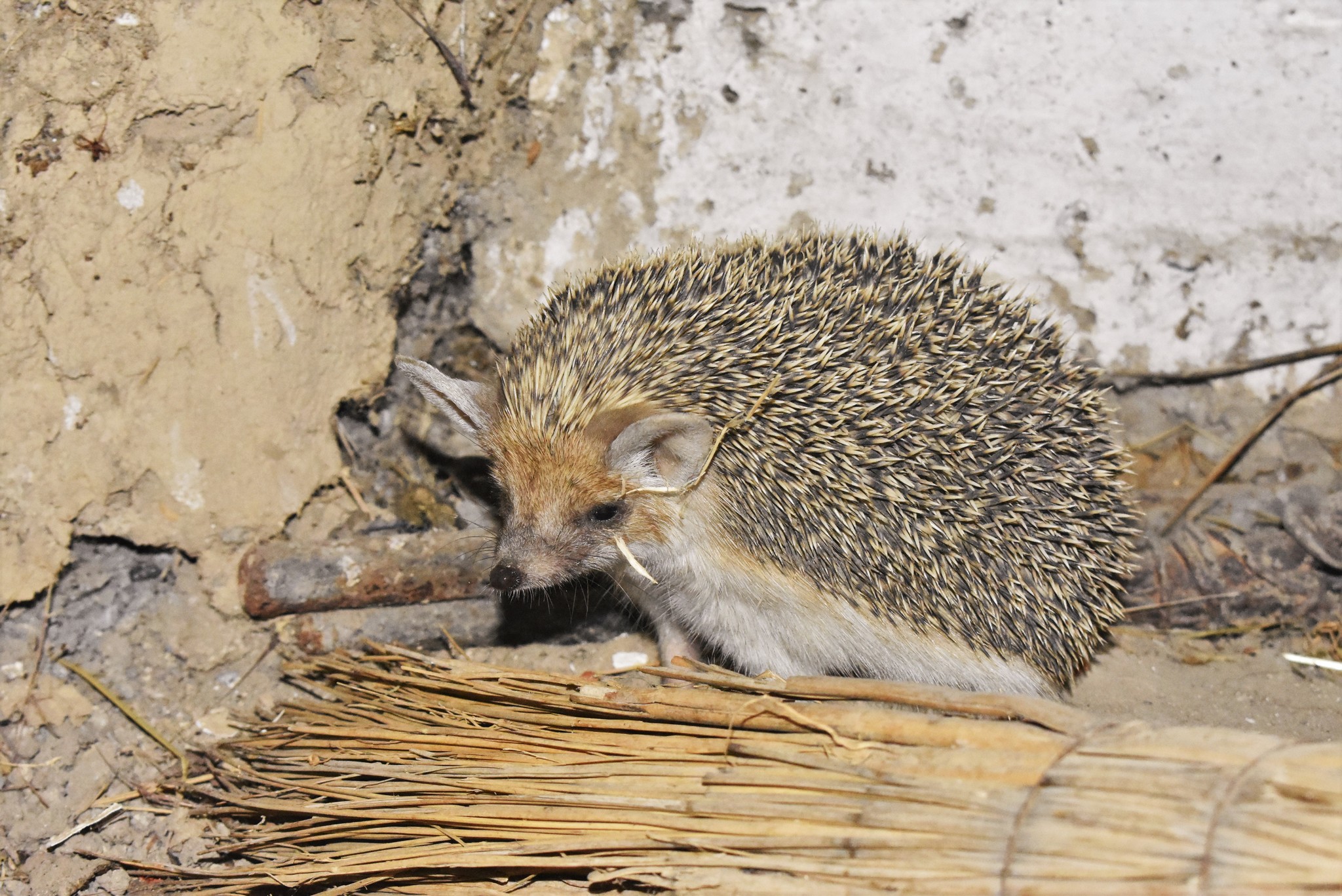 Floppy Eared Hedgehog