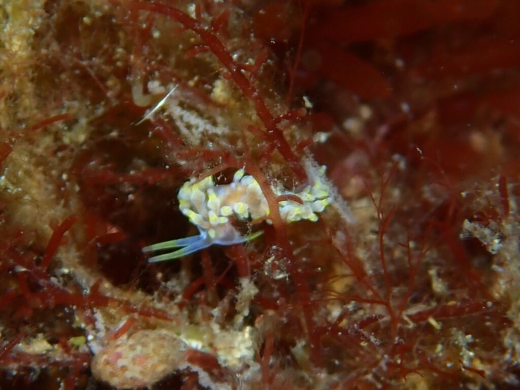 Tenellia from South Channel Fort on April 11, 2025 at 09:49 PM by Nick ...