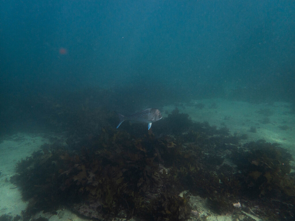 Australasian Snapper from Manly NSW 2095, Australia on April 13, 2025 ...