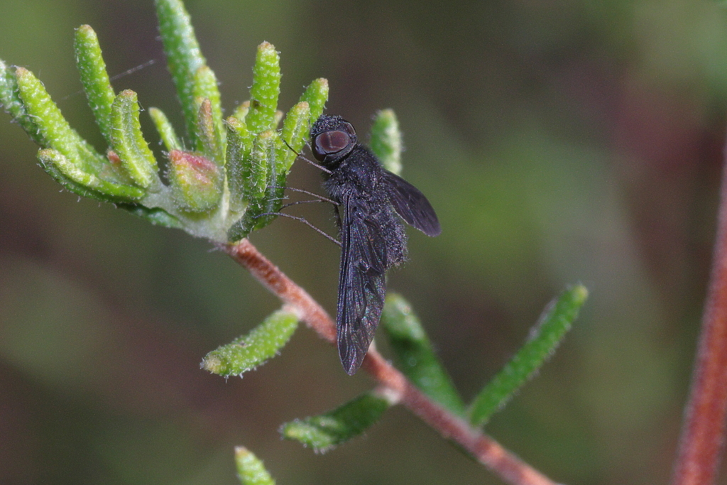 Anthrax torulus from Karnup WA 6176, Australia on January 11, 2025 at ...
