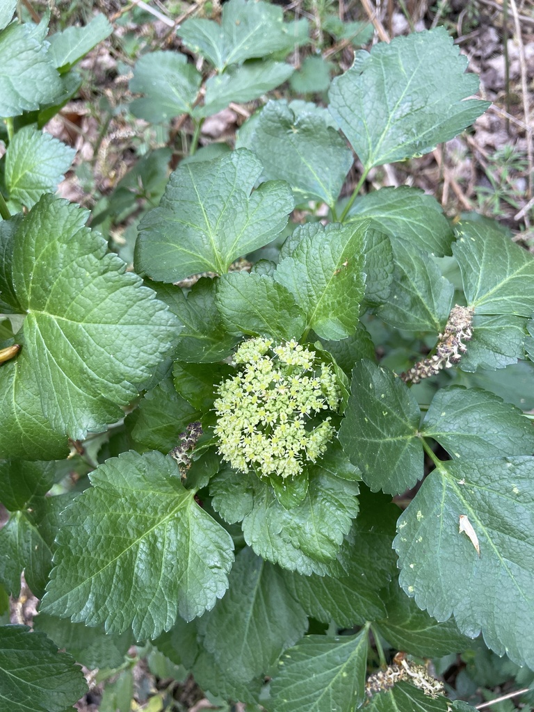 Alexanders from Breckland Forest, Brandon, England, GB on April 13 ...