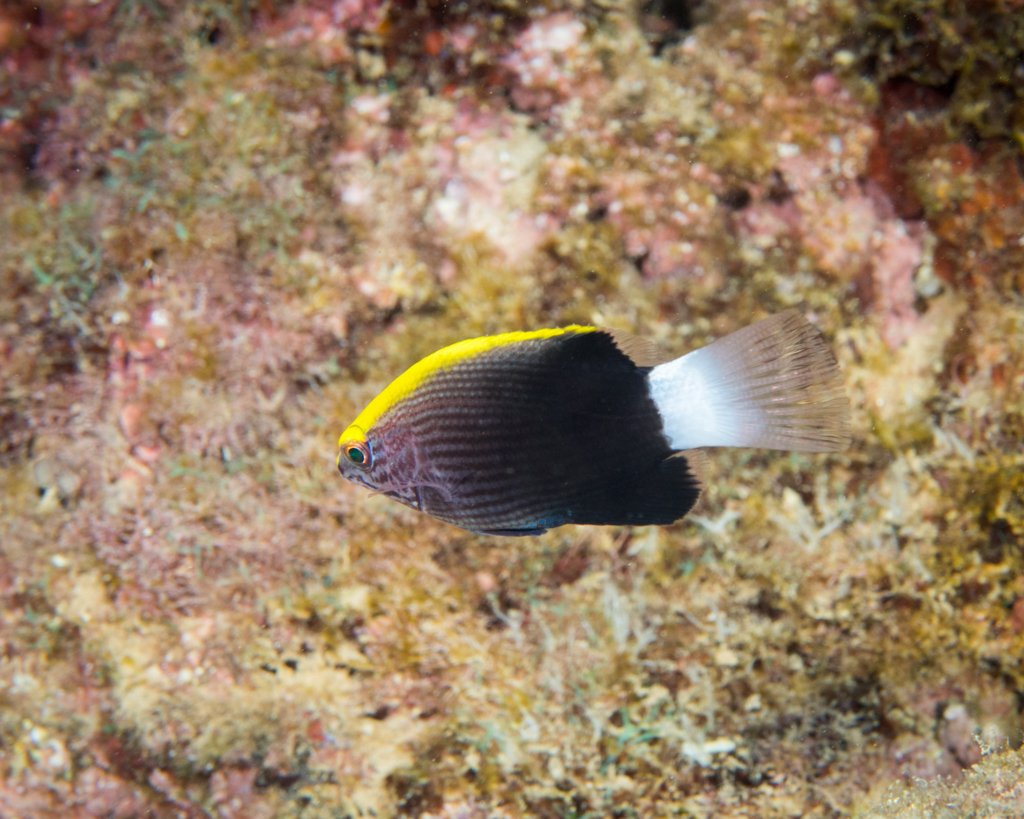 Hawaiian Hogfish (Reef Fish of the Hawaiian Islands) · iNaturalist