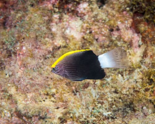 Hawaiian Hogfish (Reef Fish of the Hawaiian Islands) · iNaturalist