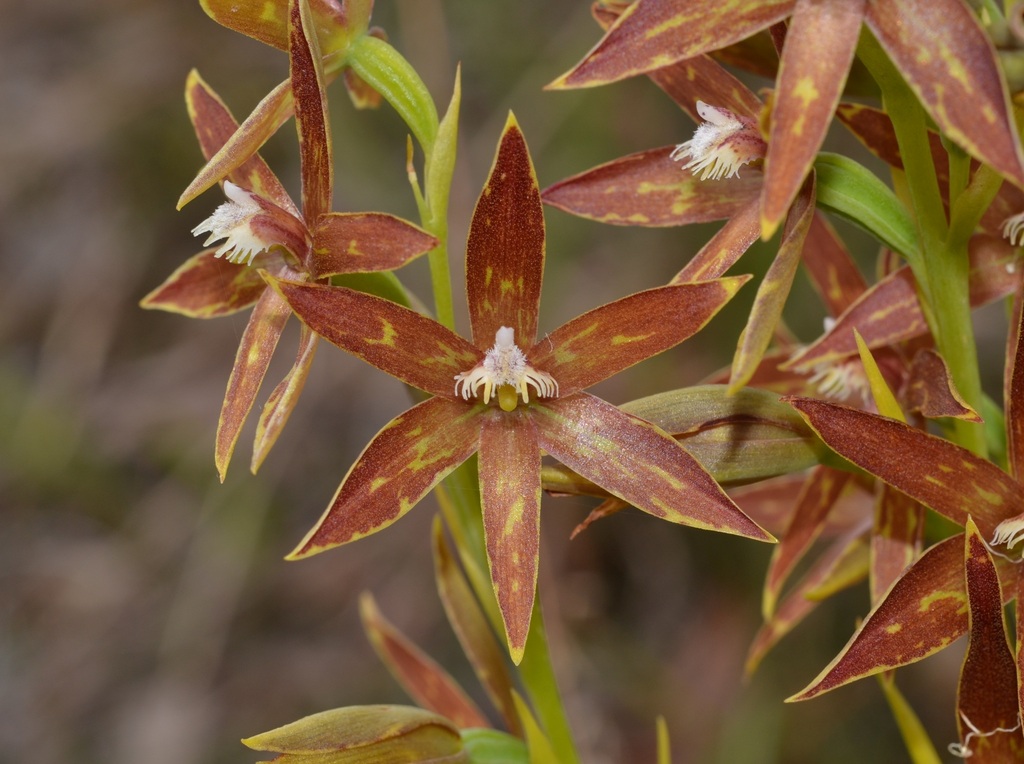 Chestnut sun orchid in November 2014 by Stephen Buckle · iNaturalist