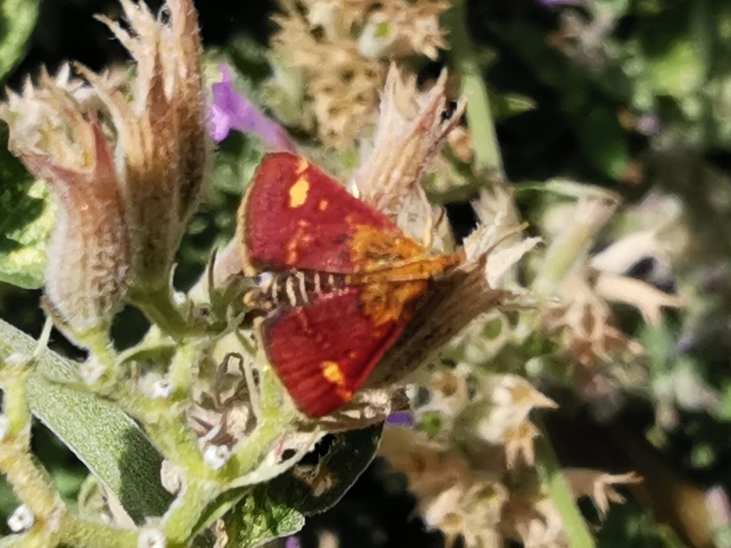Mint Moth from Bug Hotel, The Deanery, York YO1 7JQ, UK on August 06 ...