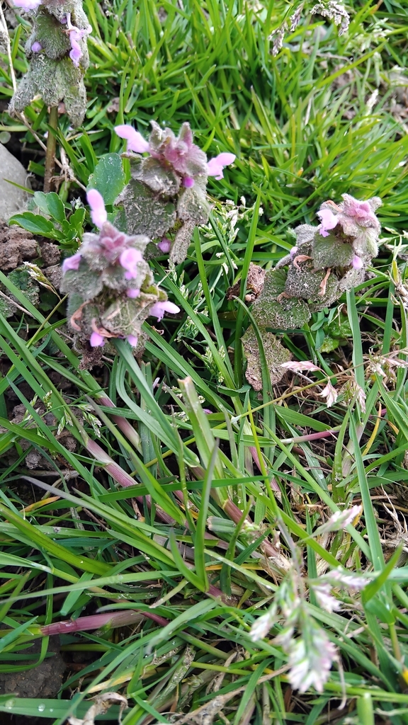 red deadnettle from Knott End-on-Sea, Poulton-le-Fylde FY6 0BA, UK on ...